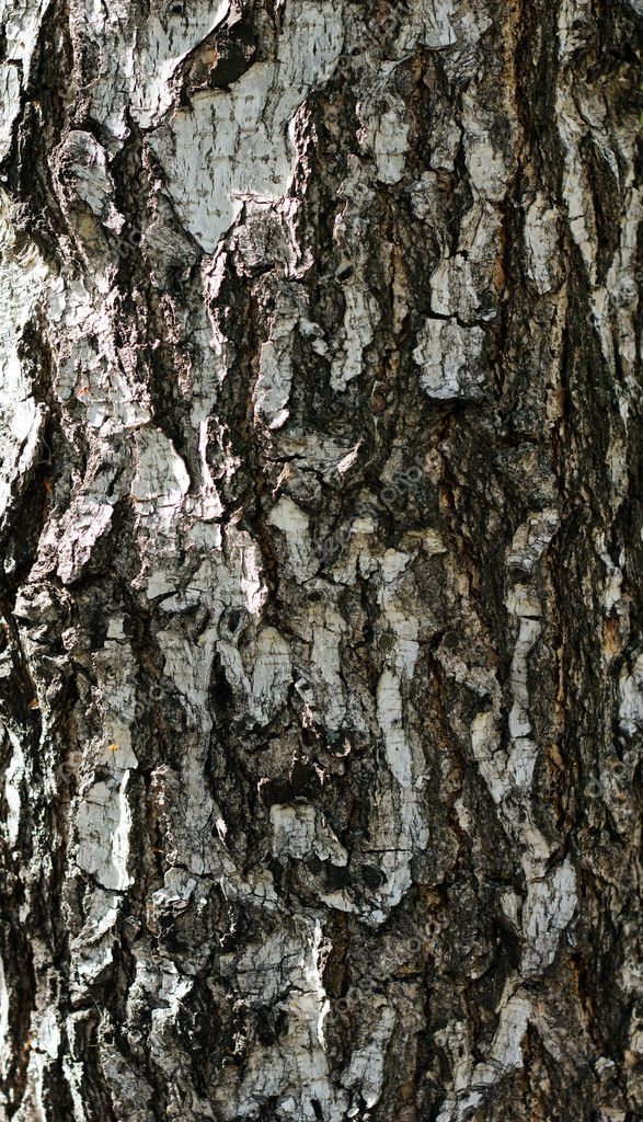 Corteza de abedul textura del árbol fondo 2022