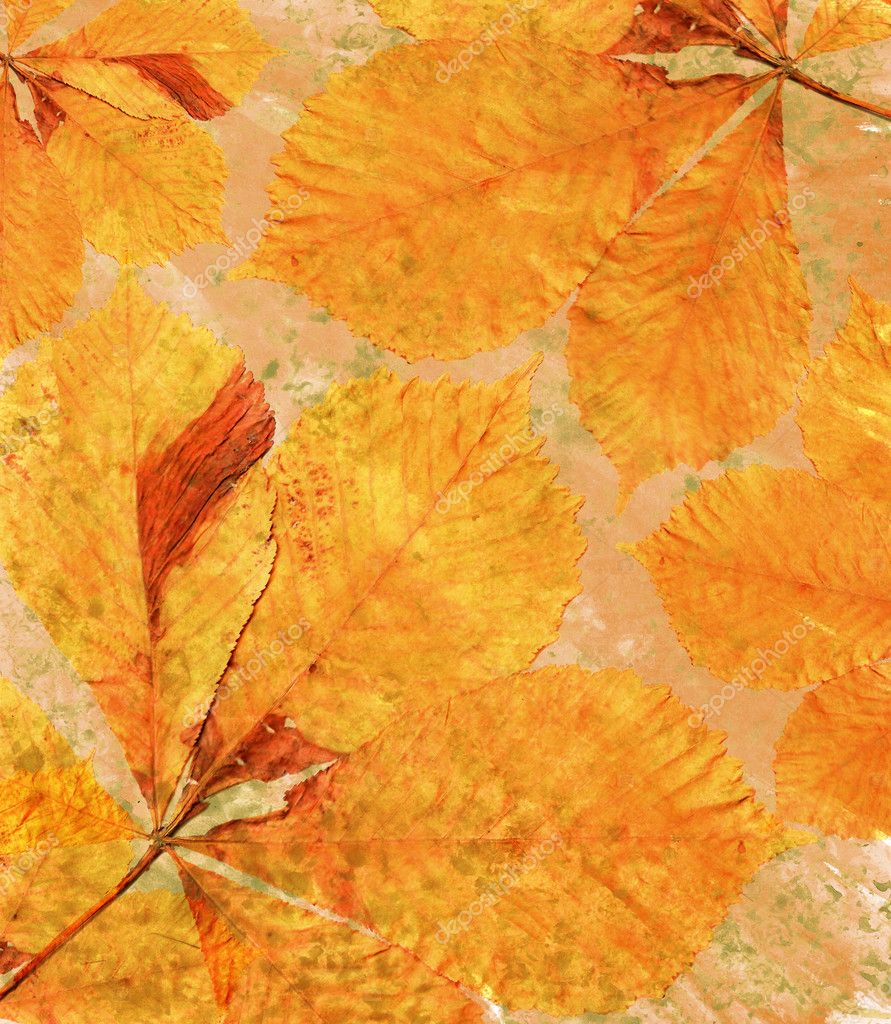 Orange background with autumn leaves — Stock Photo © cherju #8969333