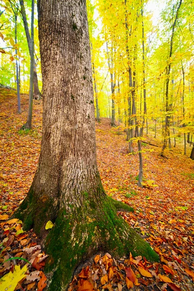 Tree beech Stock Photos, Royalty Free Tree beech Images | Depositphotos®