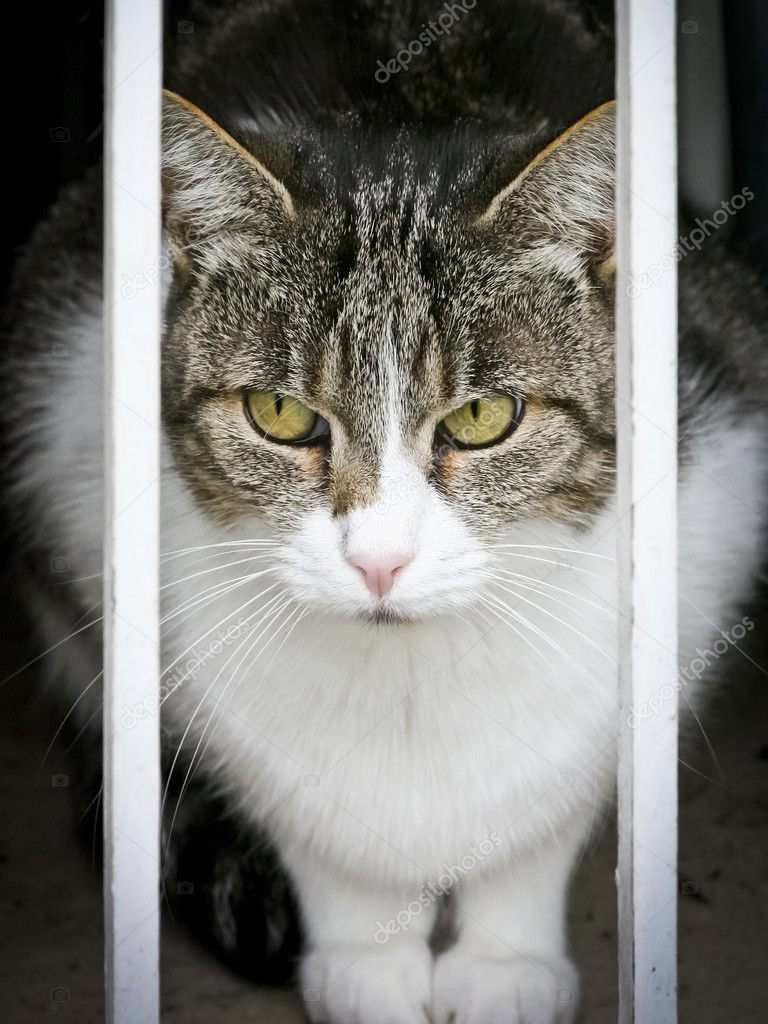 Observación de gatos: fotografía de stock © magann #10353139 ...