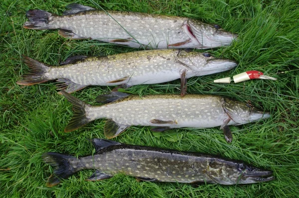 Pike Stock Photos, Royalty Free Pike Images | Depositphotos