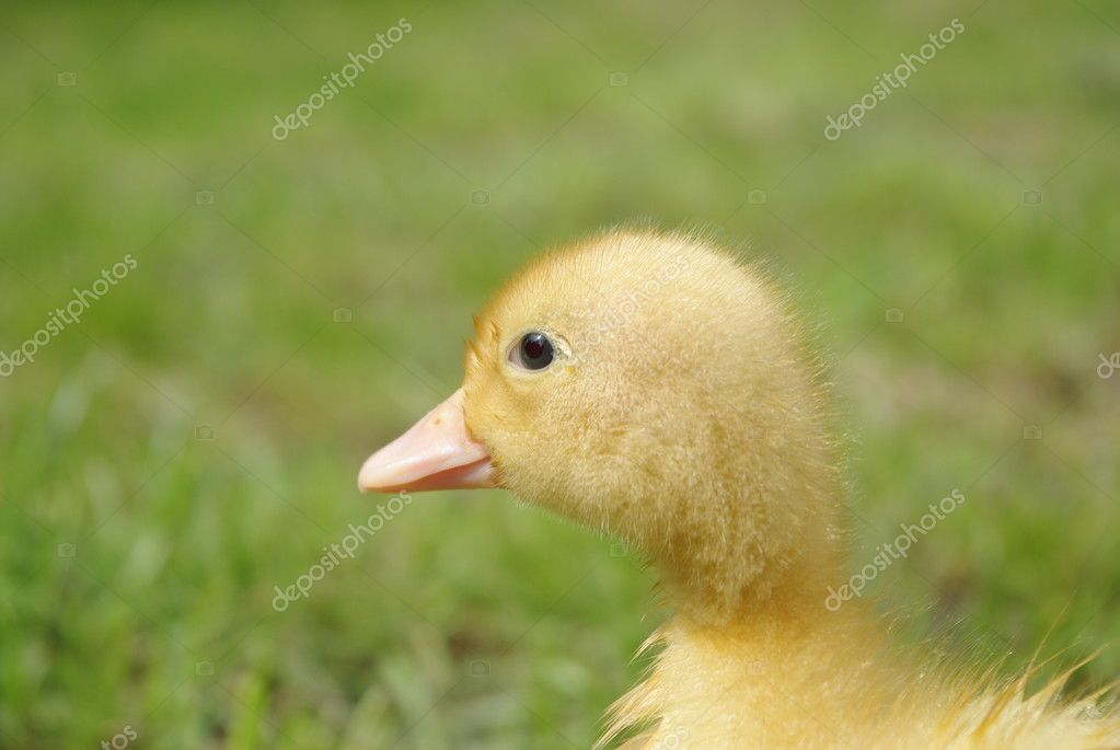 Small duck — Stock Photo © witoldkr1 #9695118