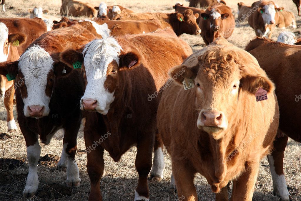 Many cows — Stock Photo © Imagecom #8233457