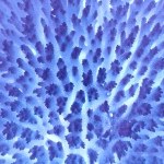 Blue abstract watercolor macro texture background — Stock Photo ...