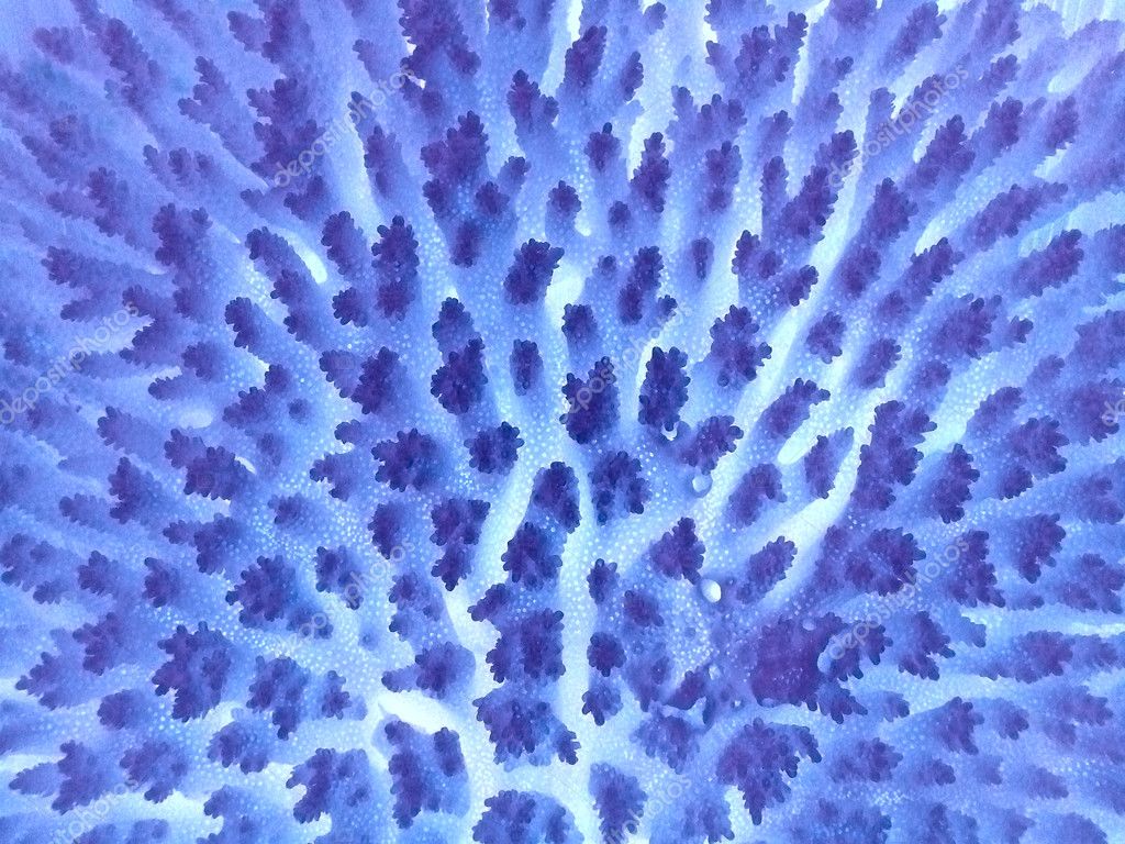 Blue Coral — Stock Photo © Marinka #9892041