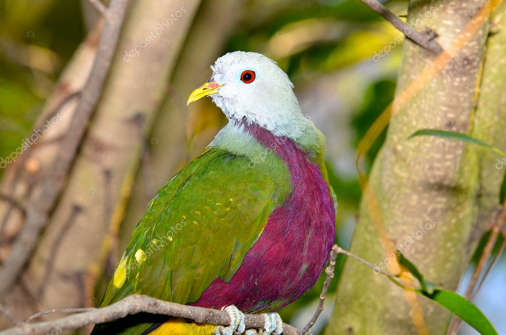 Paloma Wampoo (Ptilinopus magnificus) posada en un árbol. 2025