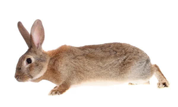 Brown rabbit, isolated. — Stock Photo © cs-333 #2246112