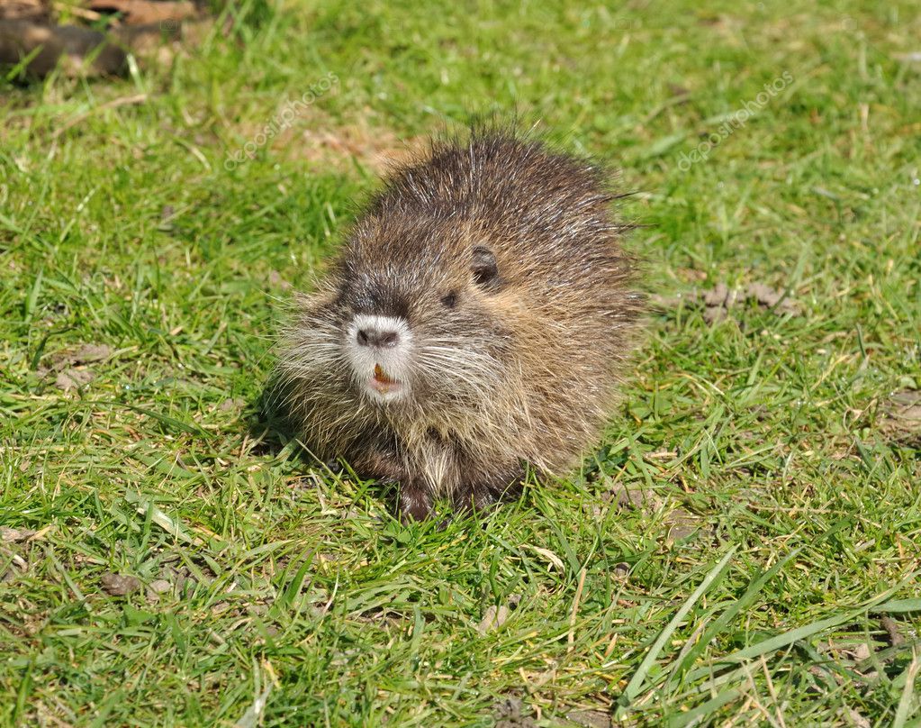 Baby nutria — Stock Photo © sanddebeautheil #9822420