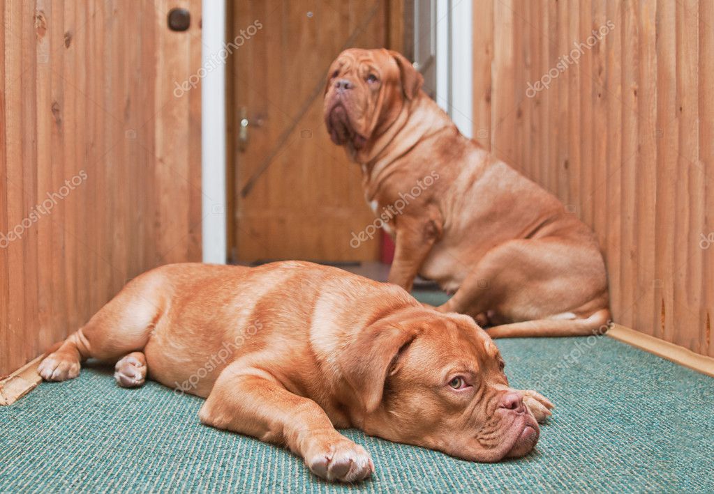 Two guard dogs in front of the door — Stock Photo © vitalytitov #8297043