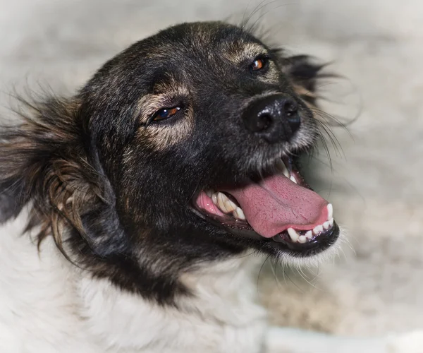 Portrait of a dog breed Staffordshire terrier angrily growling — Stock ...