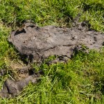 Cow shit — Stock Photo © themanwhophoto #13676228