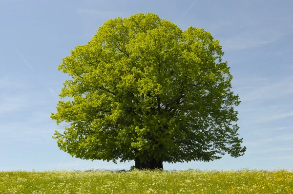 Enda bok träd — Stockfotografi © filmfoto #9405843