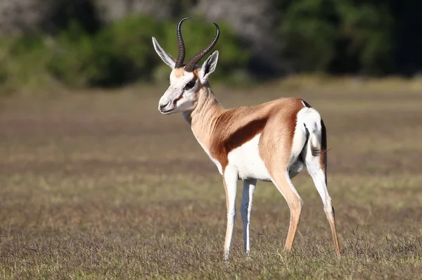 Fighting Impala Antelope — Stock Photo © fouroaks #2303838