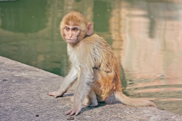 Jaipur, indian monkeys — Stock Photo © Alexandra Lande #9014680