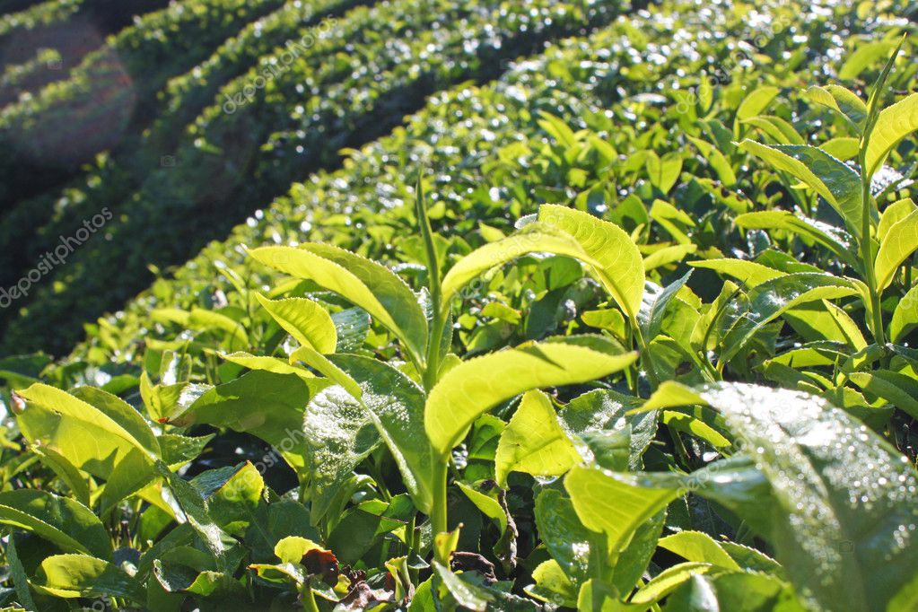 Mountains and tea plantations. — Stock Photo © Alexandra Lande #9109434