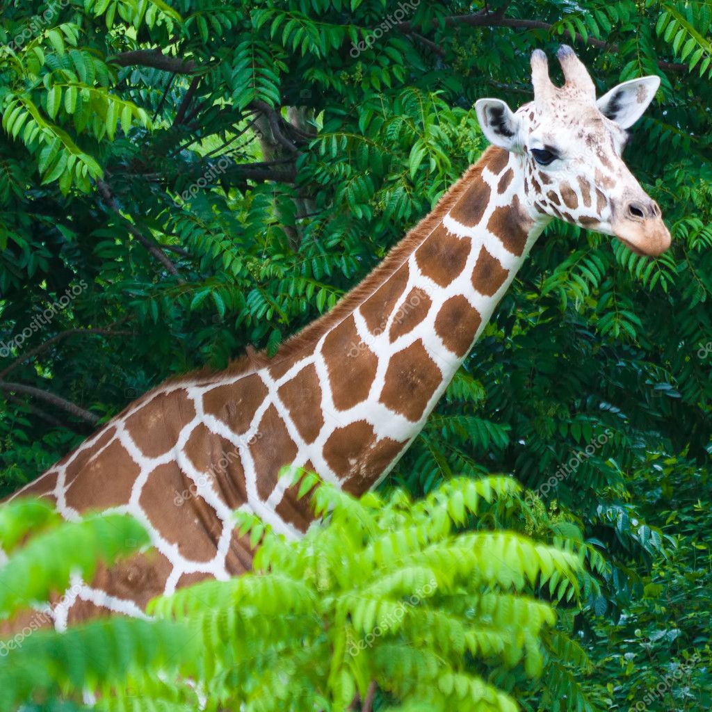 Giraffe on a tropical jungle — Stock Photo © kmiragaya #8482819