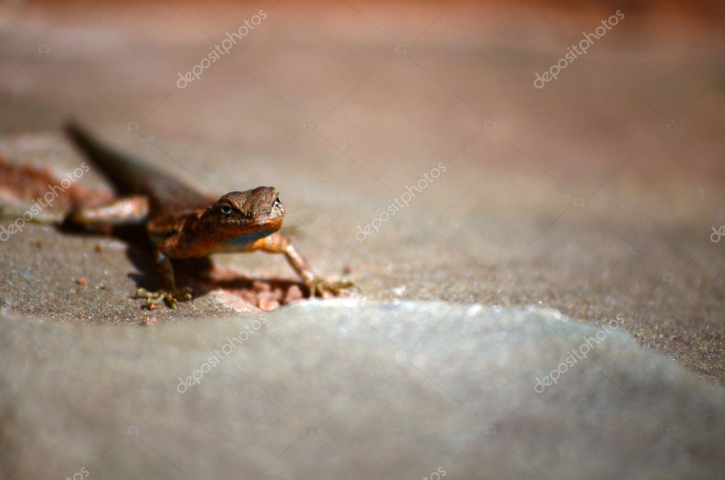 Lizzard in Sunshine — Stock Photo © eric1513 #9959878