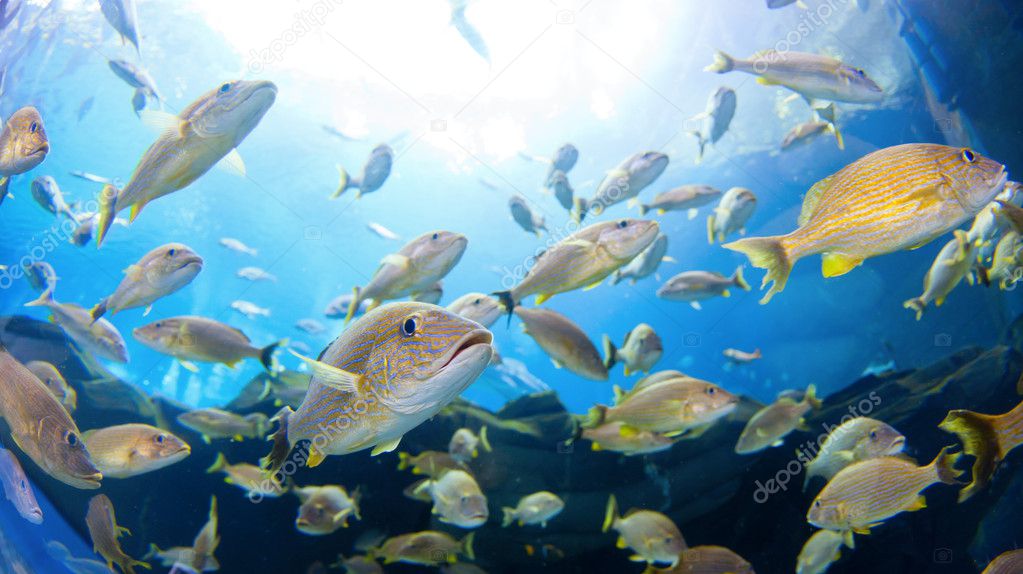 School of Fish — Stock Photo © alexeys #8619112