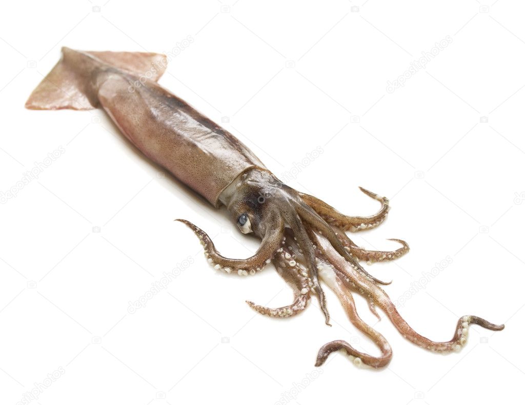 Squid on a white background — Stock Photo © korovin #8139905