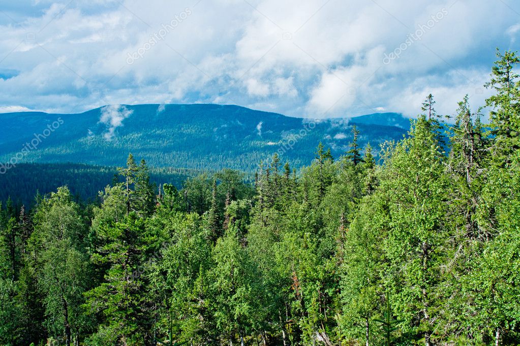 Tajga — Zdjęcie stockowe © Alx_Yago #9670499