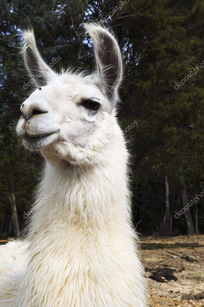 White Llama — Stock Photo © donfink #9607505