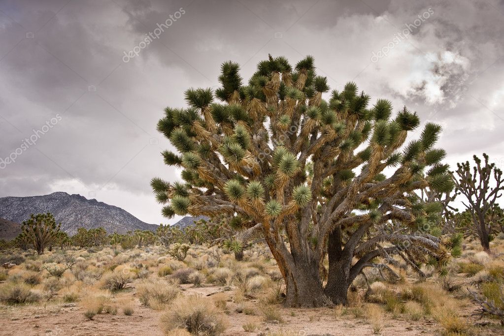 Joshua Trees and Stormy Sky — Stock Photo © woodkern #9615068