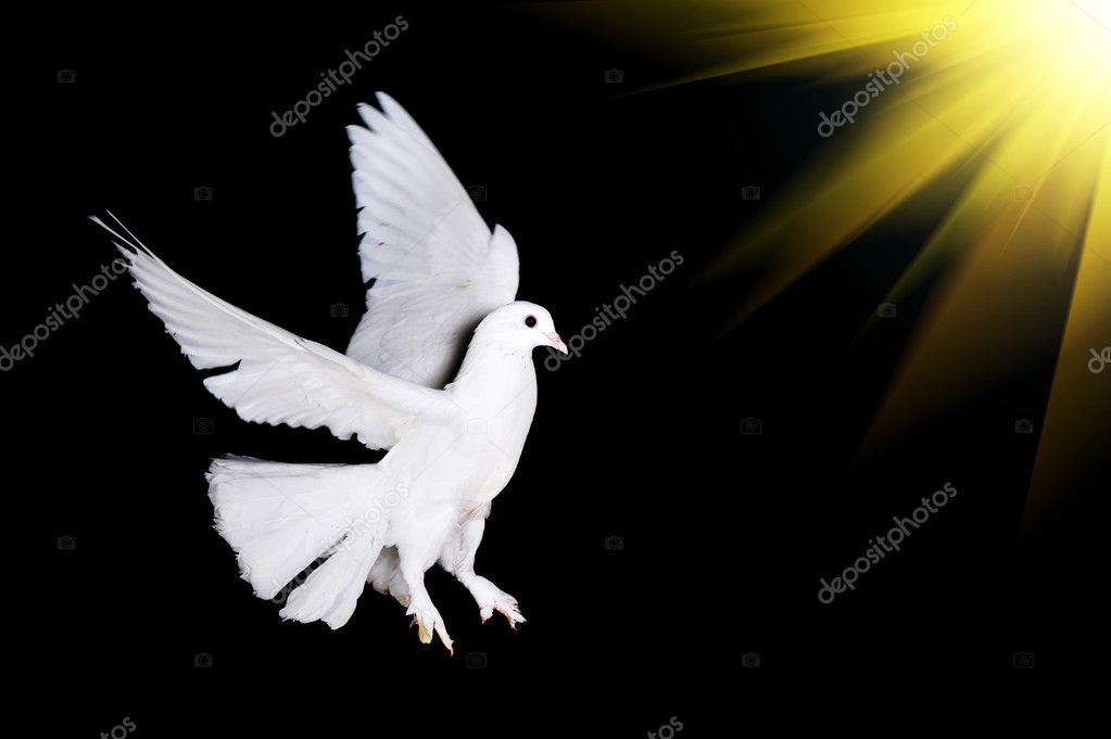 White pigeon and hand Stock Photo by ©Taden1 9554067