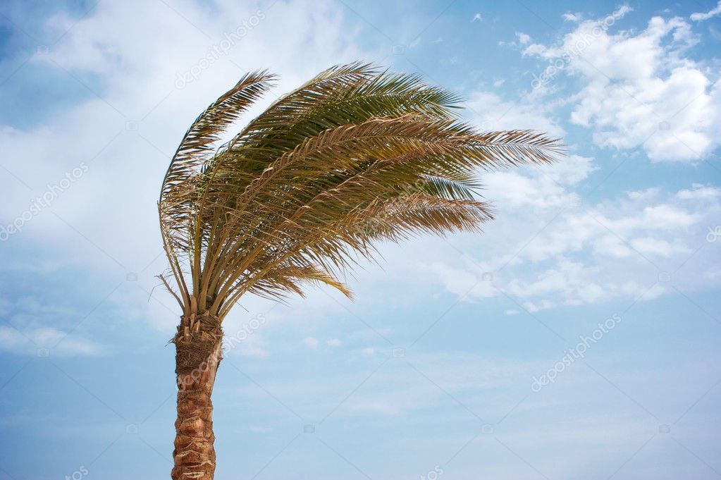 Palm tree Stock Photo by ©nikkytok 10231980