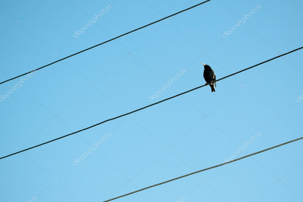 Bird on a wire Stock Photo by ©nikkytok 10232647
