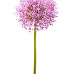 Giant allium flower Stock Photo by ©carlosphotos 13737801