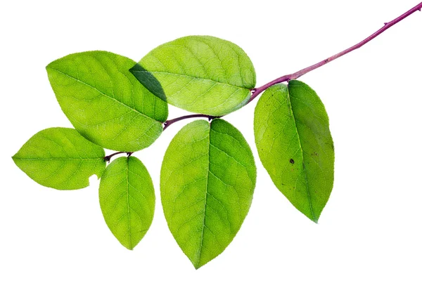 Real leaf Stock Photos, Royalty Free Real leaf Images | Depositphotos