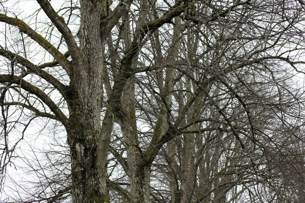 Árbol con dos ramas fotos de stock, imágenes de Árbol con dos ramas sin ...