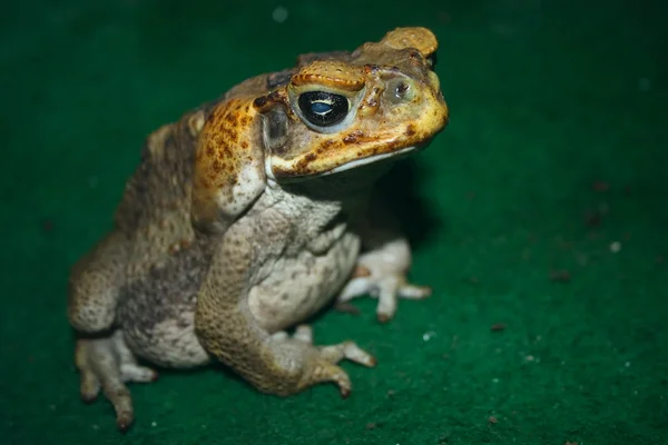 Toad alvarius Stock Photos, Royalty Free Toad alvarius Images ...