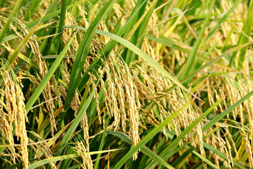 Rice plant — Stock Photo © leungchopan #8473338