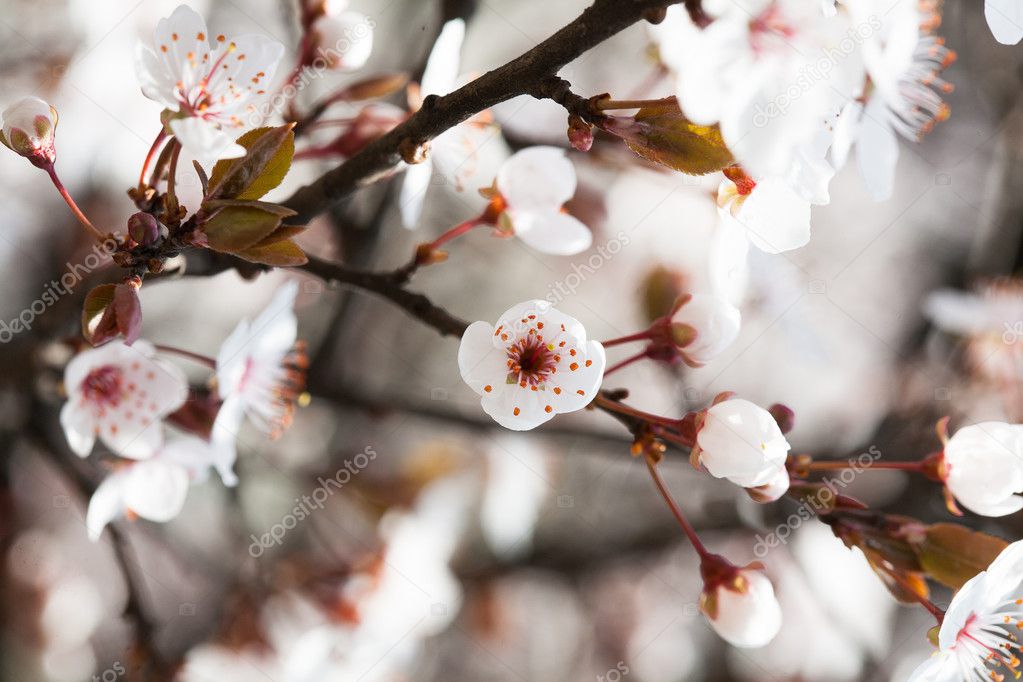 Early spring flowering trees — Stock Photo © ambrits #9671274