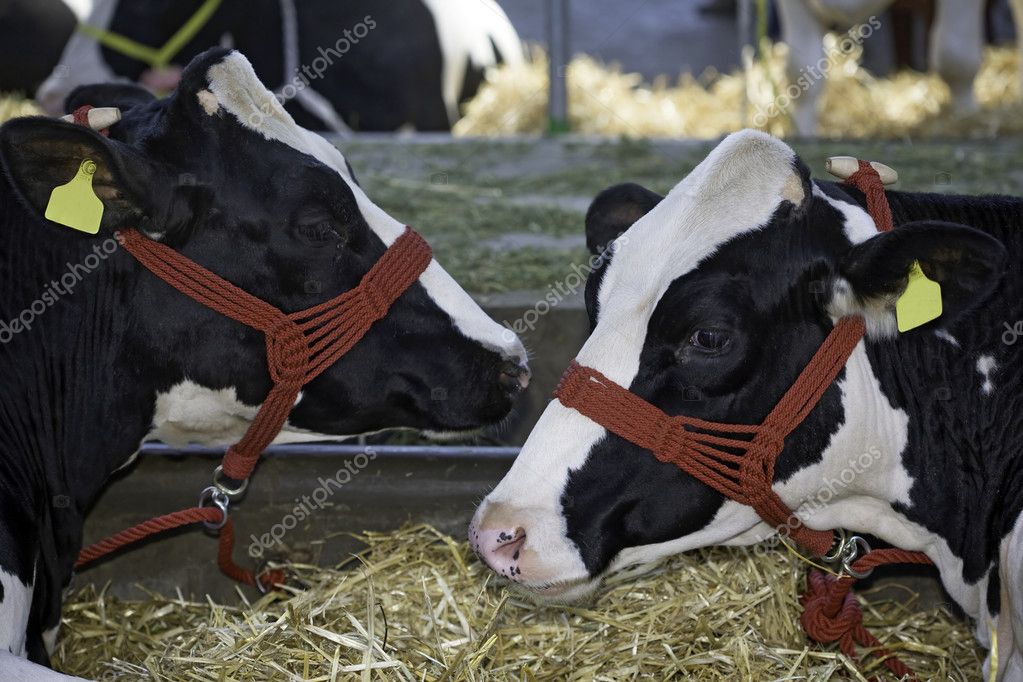 Two cows Stock Photo by ©jovanjaric 10617783
