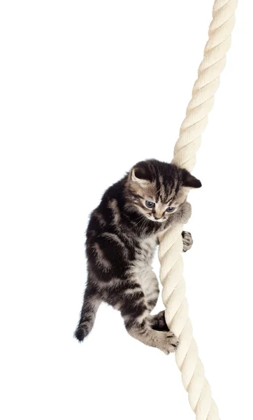 Tabby cat hanging on rope Stock Photo by ©Purple_Queue 38710947