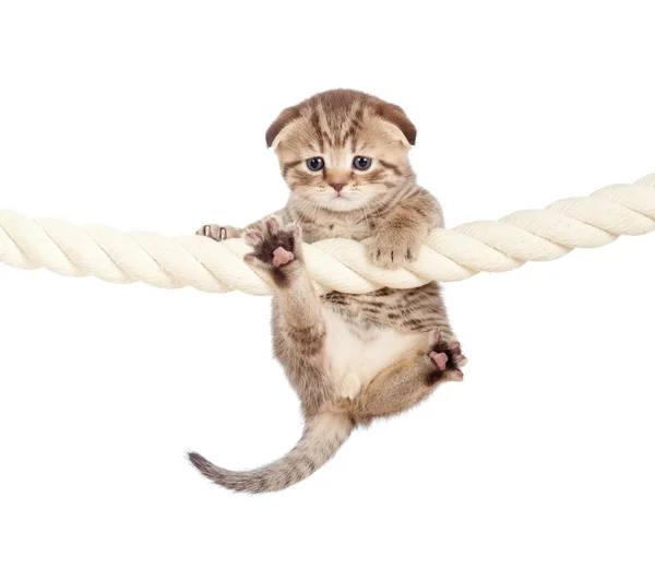 Tabby cat hanging on rope Stock Photo by ©Purple_Queue 38710947