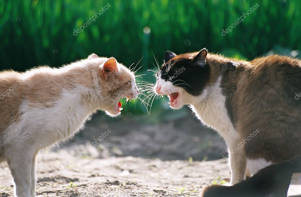 Kämpfende Katzen — Stockfoto © Alexust #8381051