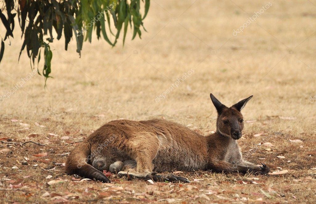 Kangaroo resting — Stock Photo © kirinaliza #10547879