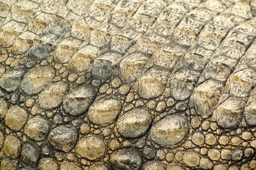 The skin of a dinosaur — Stock Photo © photochecker #9240508