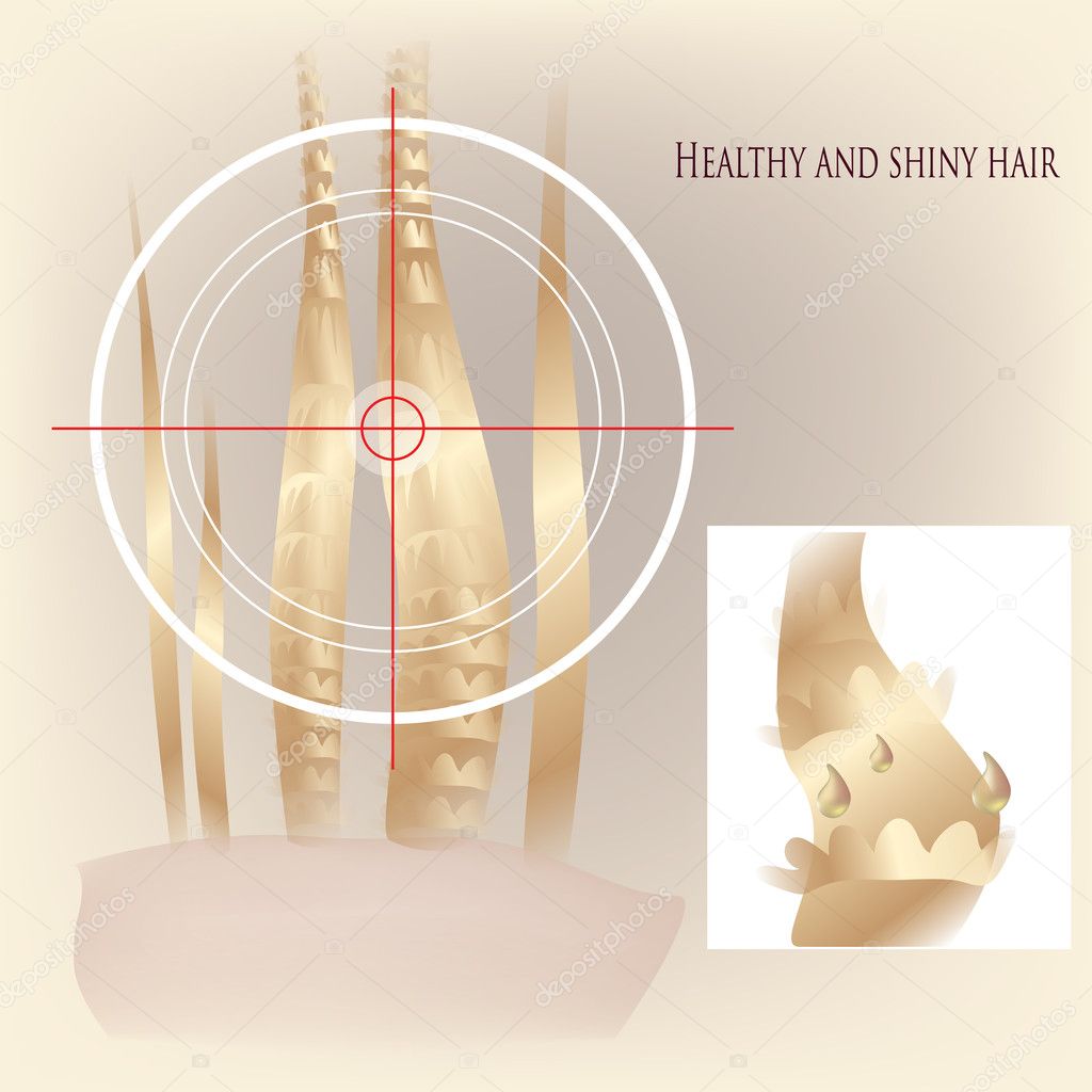 Structure of human hair Stock Vector Image by ©annamile #9636078