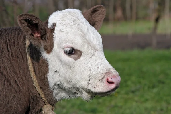 Sheep evil eye ⬇ Stock Photo, Image by © tlorna #4499973