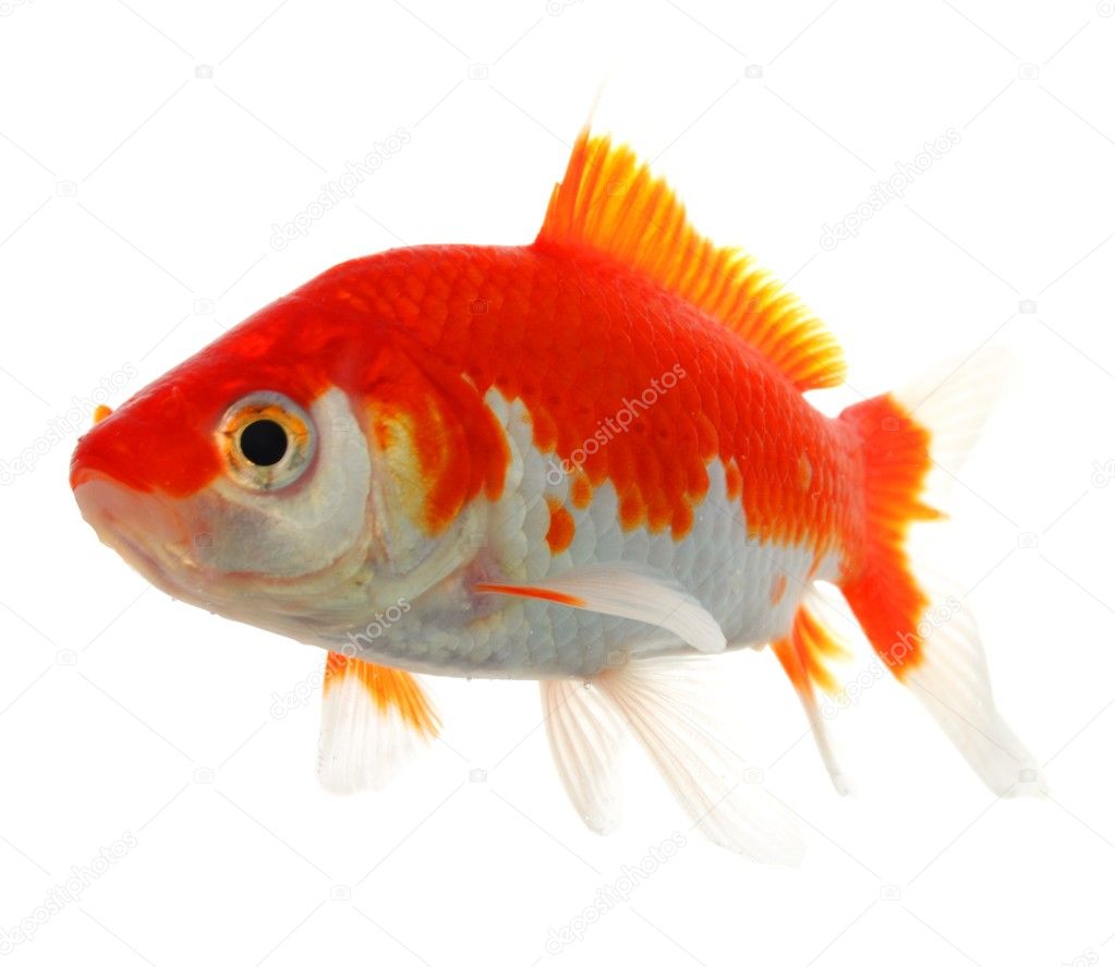 Goldfish — Stock Photo © gunnar3000 #9297030