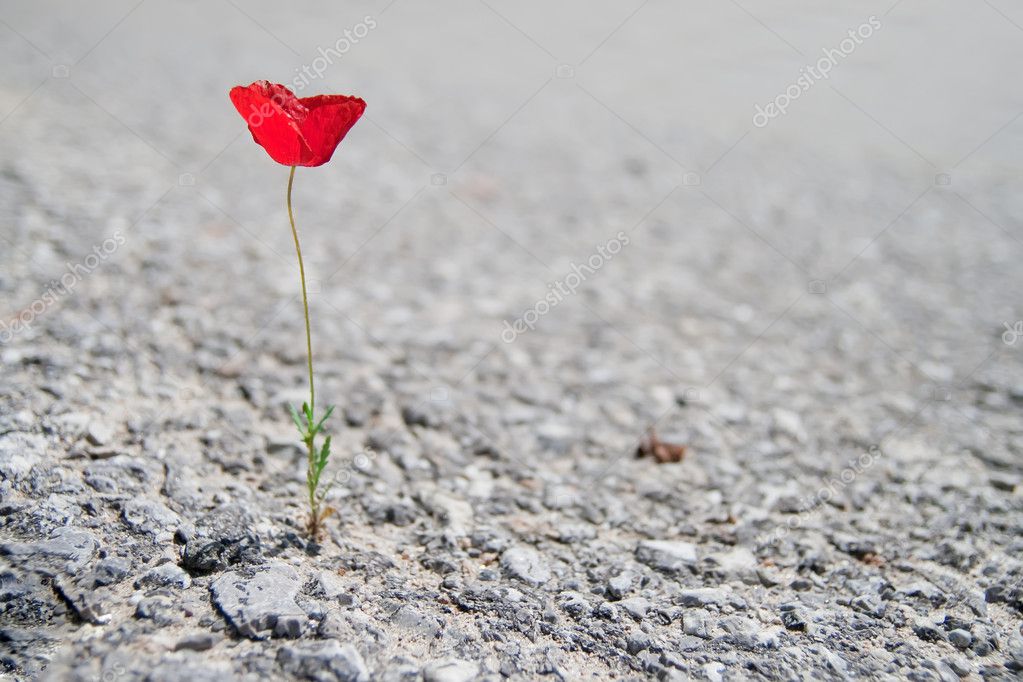 A Single red Poppy Stock Photo by ©Pupkis 8066234