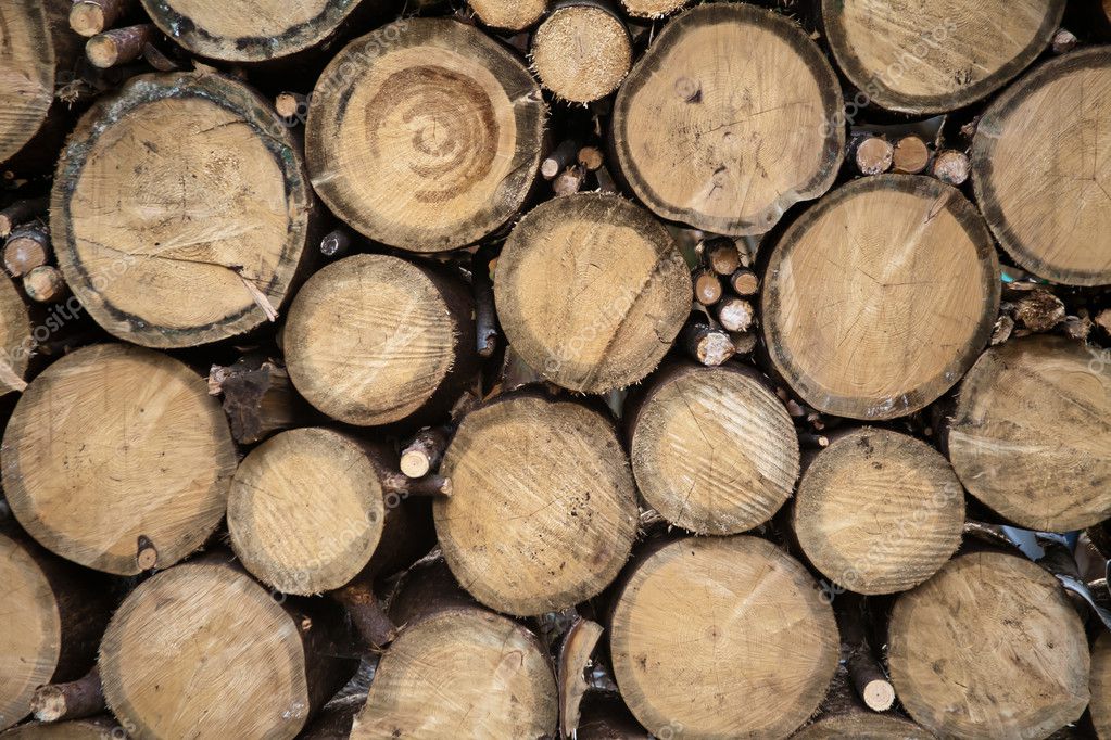 Cross section of the timber for the background. Stock Photo by ©bukone ...