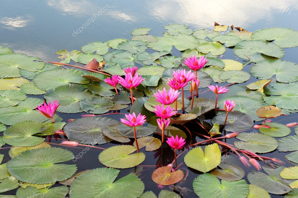Floating of lotus flower Stock Photo by ©sydeen 10635822