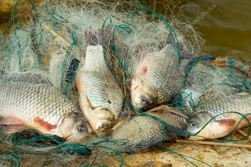 Poisson frais - carp, pris dans le filet de pêche — Photographie ALesik ...