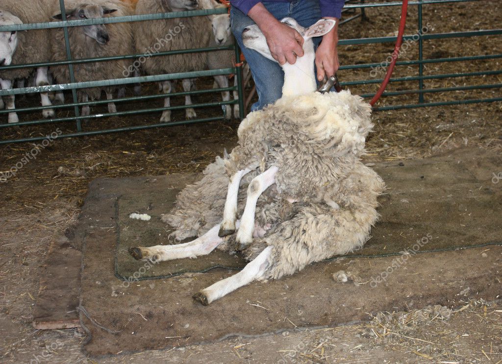 A Sheep Being Sheared. — Stock Photo © daseaford #10136491