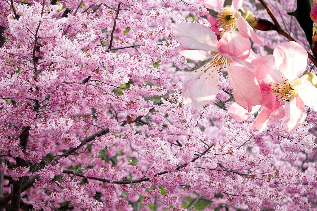 Sakura for background or texture use Stock Photo by ©nicholashan 9676575